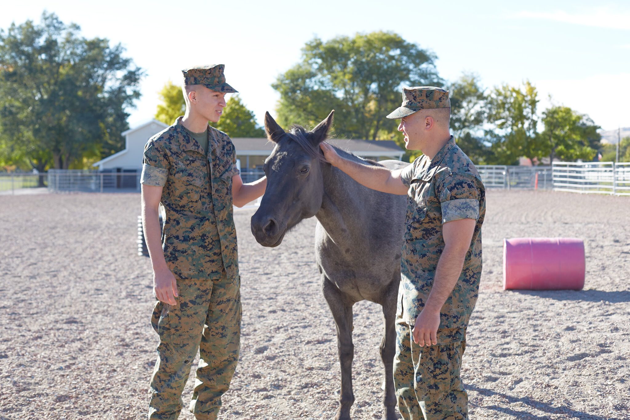 Equine Therapy for Veterans - Eagala