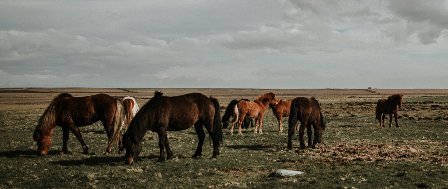 Equine Therapy and Assisted Counseling | Eagala
