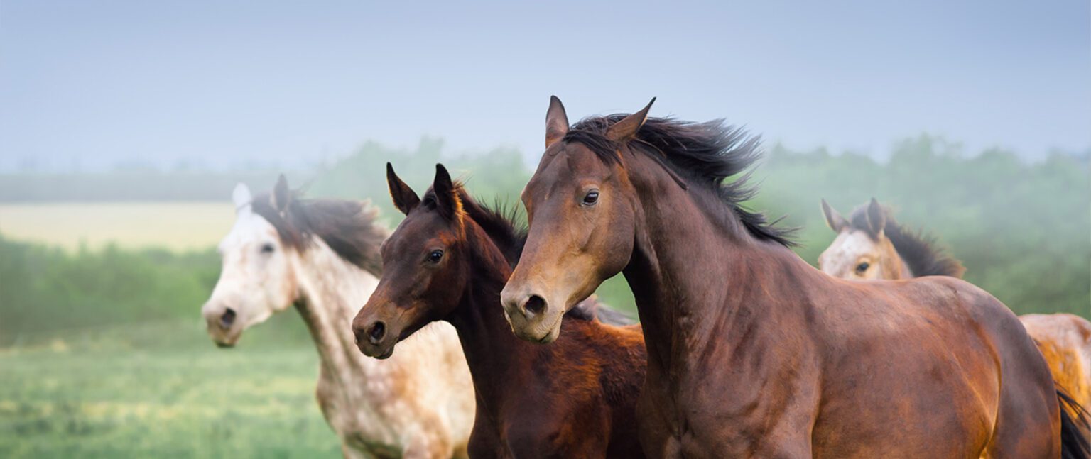 Equine Assisted Therapy for Veterans & Military | Eagala