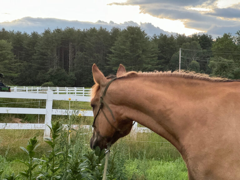 Equine Assisted Psychotherapy New Hampshire - Eagala