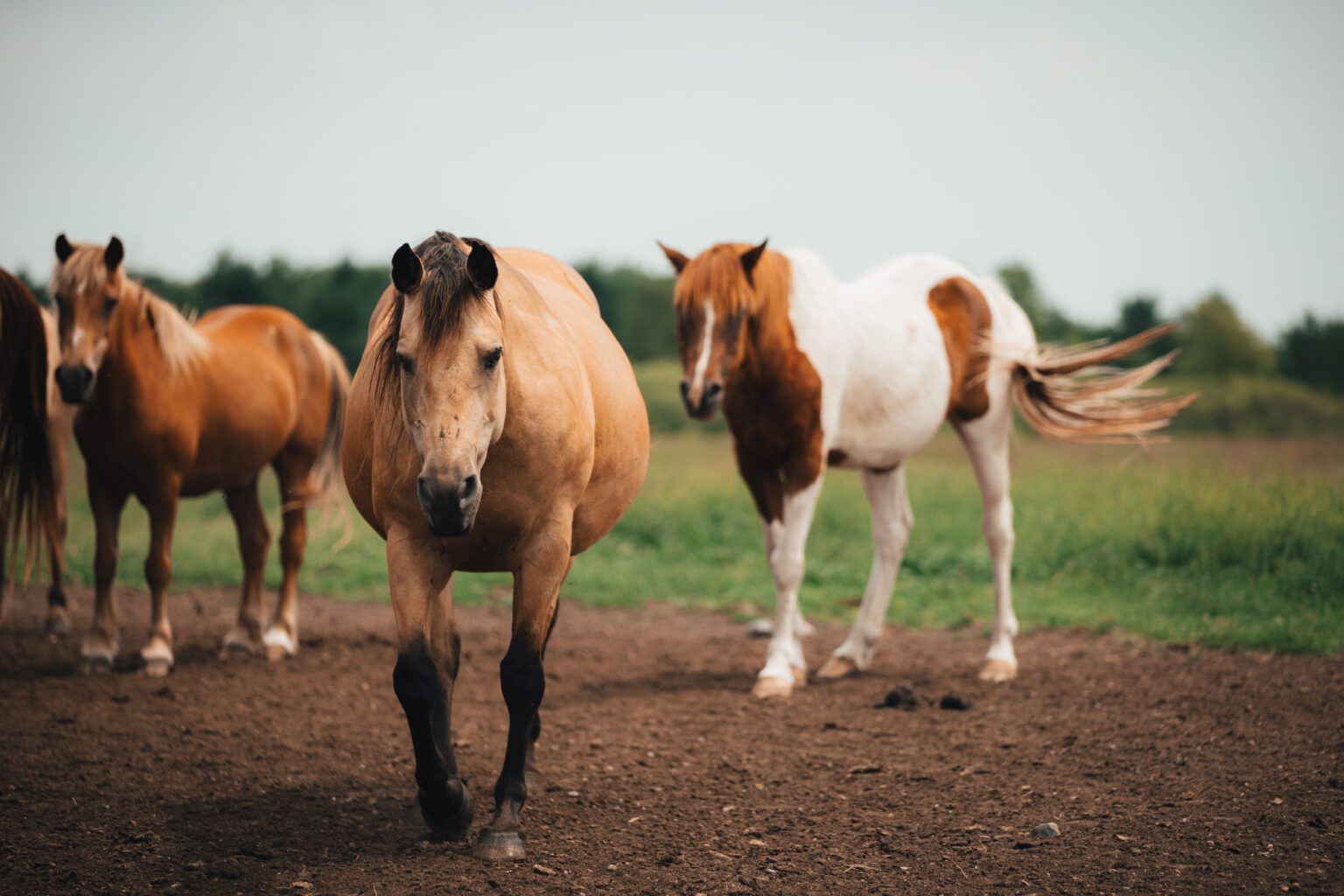 Equine-Assisted Psychotherapy - Eagala