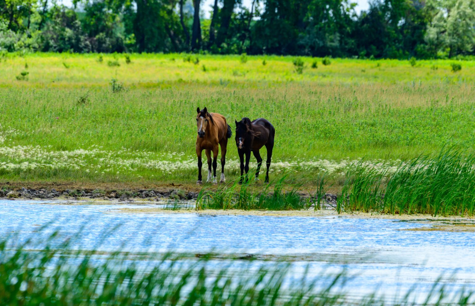 Equine Assisted Psychotherapy Minnesota - Eagala