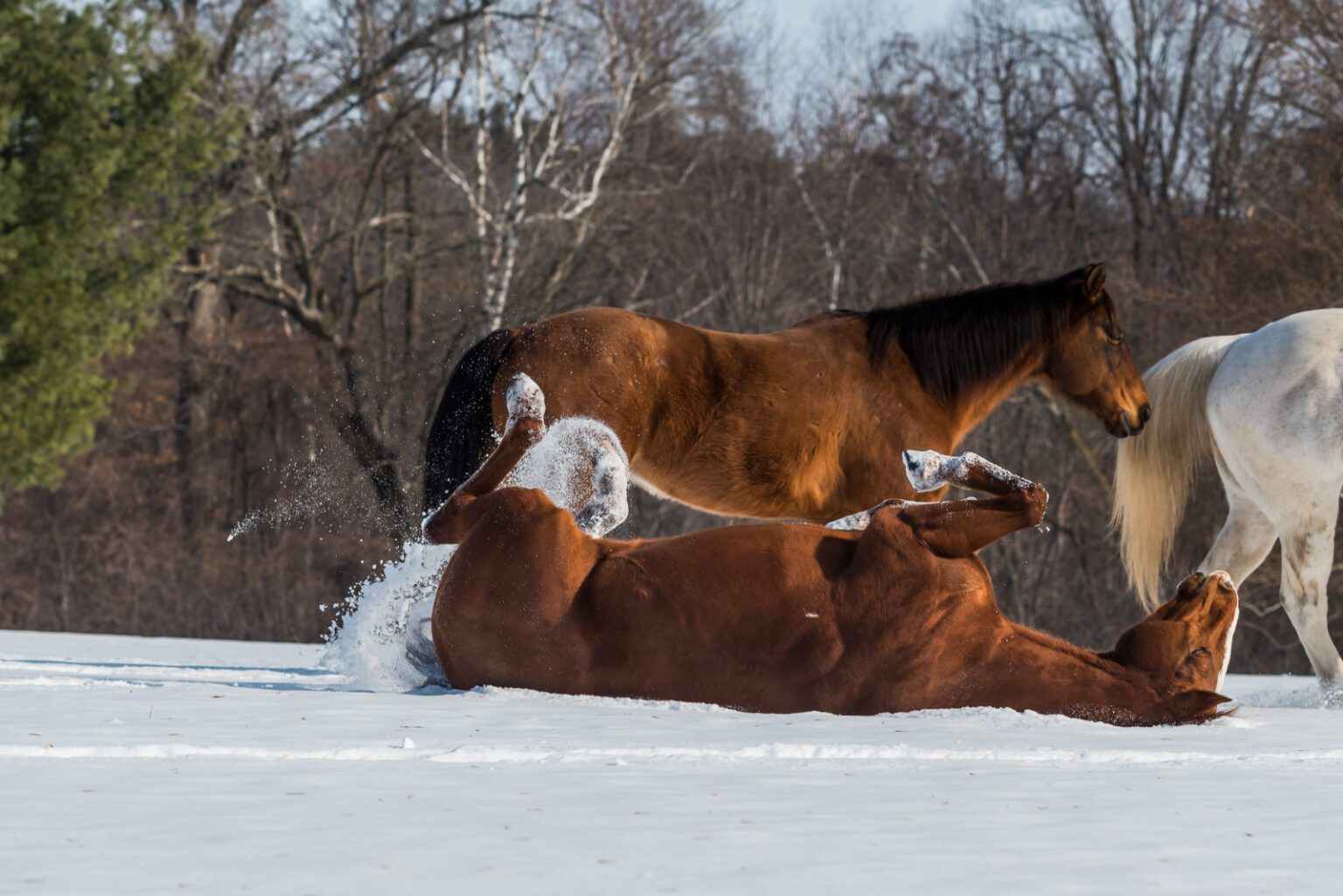 Equine Assisted Psychotherapy Minnesota - Eagala